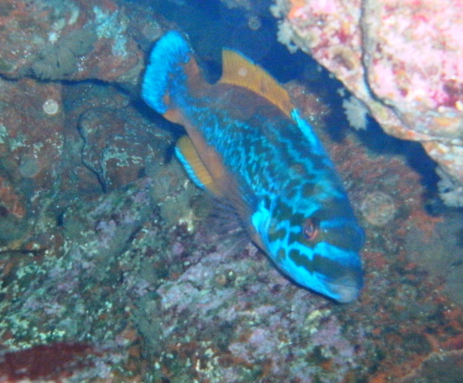 Sea Slug and the Turtle: Male Cuckoo Wrasse - Labrus mixtus