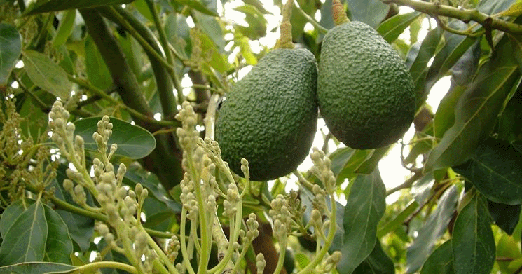 Antiage: Guida all'acquisto dell'avocado