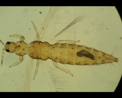 FITOSOFIA: TRIPS-I PARTE