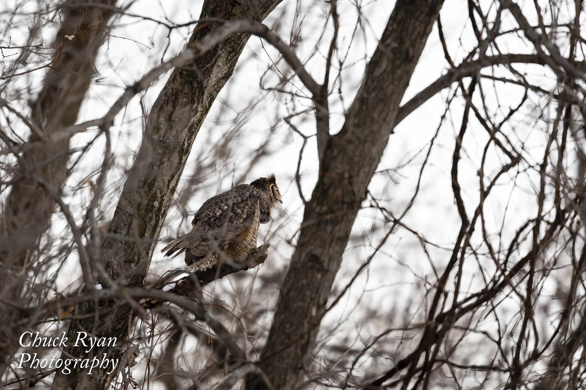 CIIcanoe...: "Hoot" and "Give a Hoot" ... Great Horned Owls