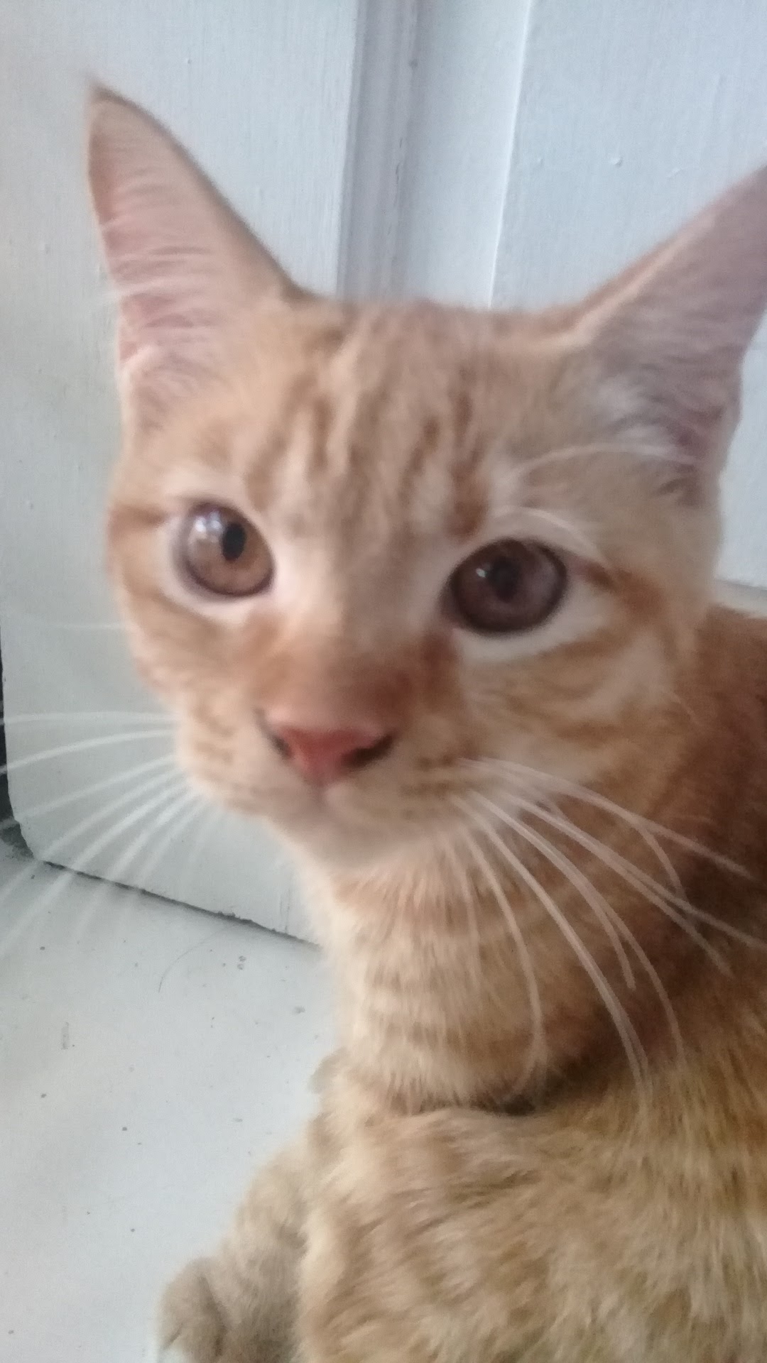 9 scientific Facts about the 'orange cat'..