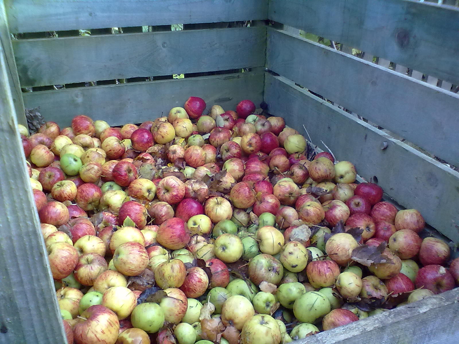 Rachel the Gardener: Raking fallen apples - the cheap and easy way