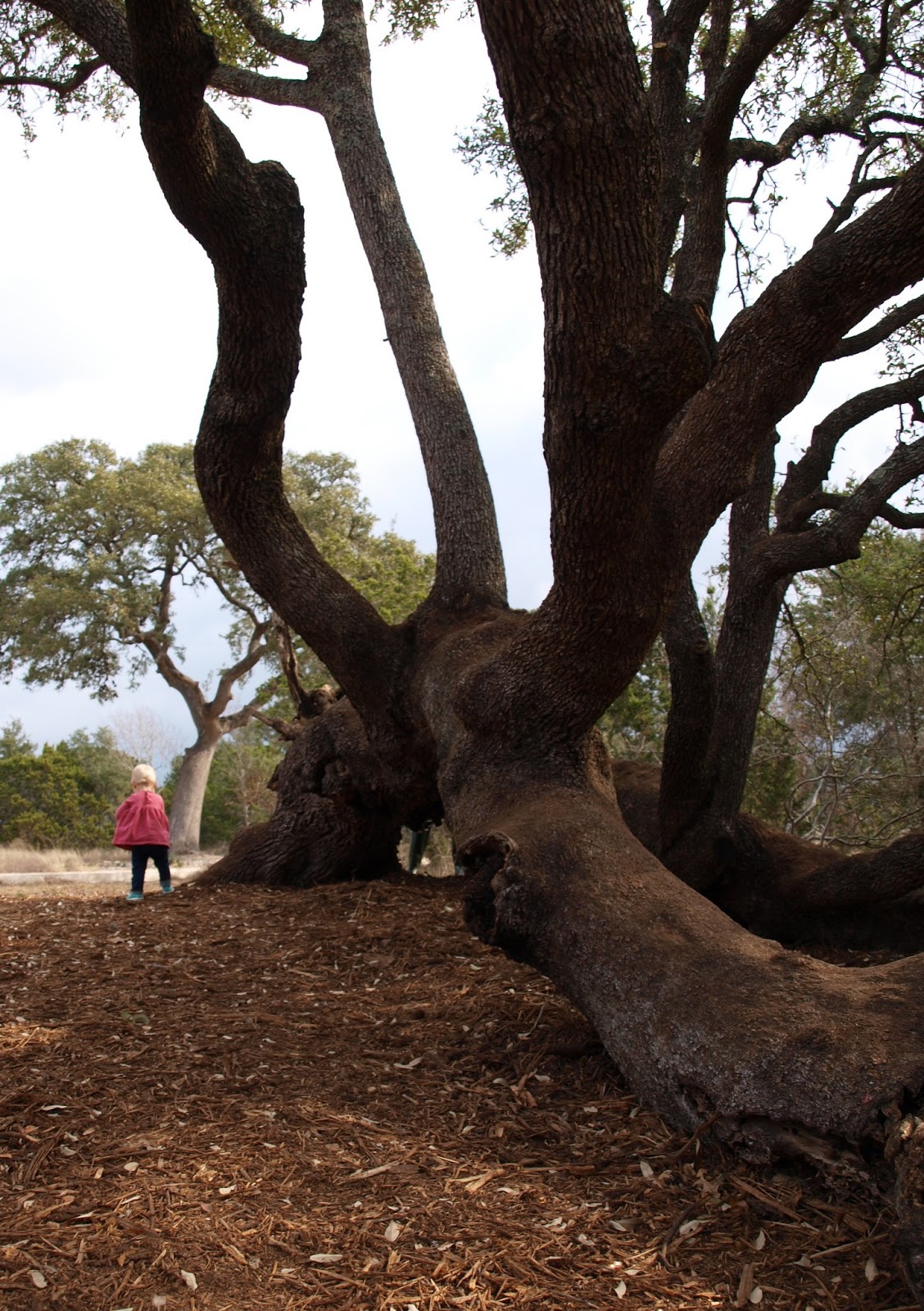 A Life Inspired by Nature: Beautiful Trees