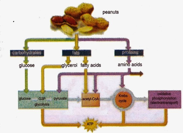 Catabolism of Carbohydrate, Fat, and Protein ~ New Science Biology