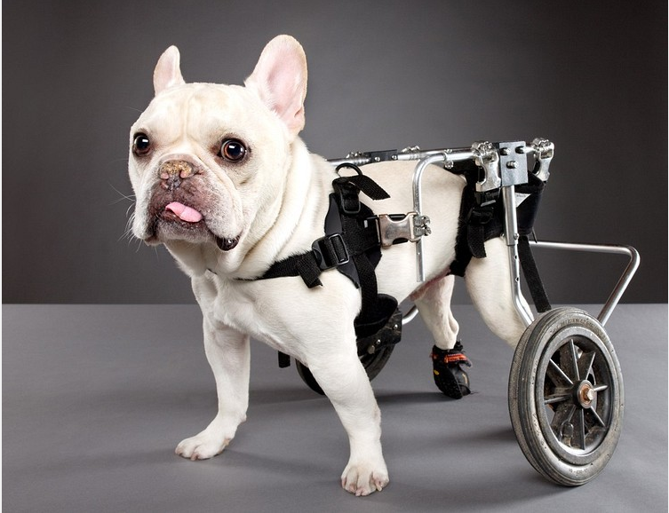 I Have Seen The Whole Of The Internet: Disabled Dogs