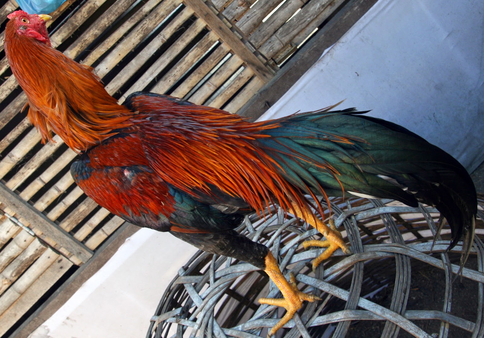 AYAM LAGA NO1 THAI: AYAM GALERY