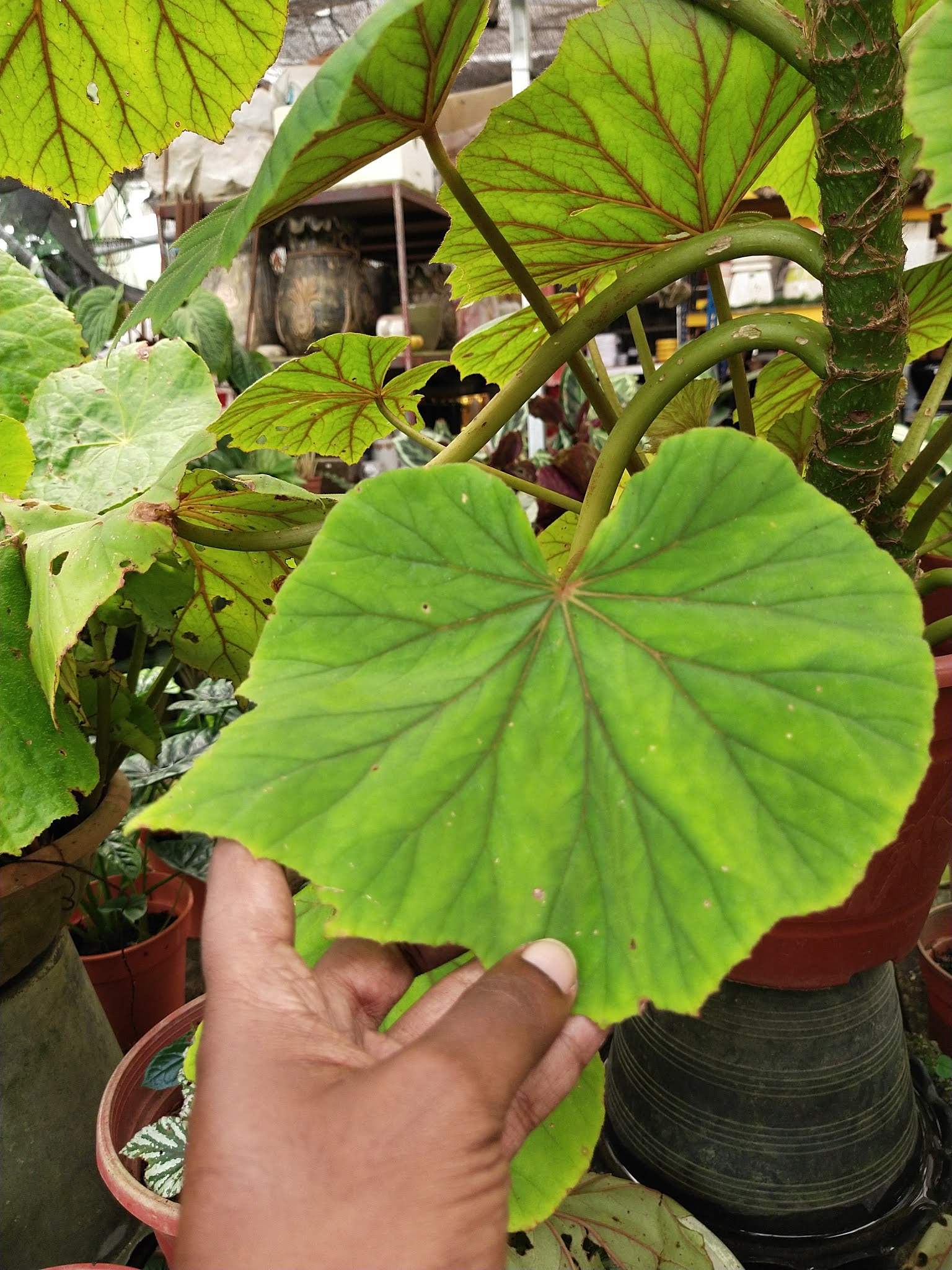 Garden Chronicles : 125 Different Types of Begonias - Names and Images ...