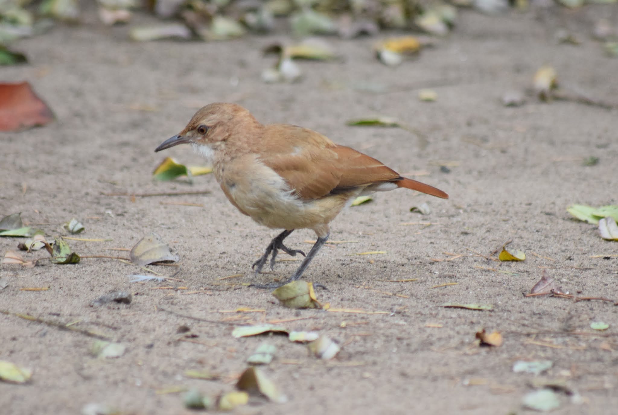 HISTORIAS ZOOLOGICAS: EL HORNERO (Furnarius rufus) – ALBAÑIL DE LAS PAMPAS