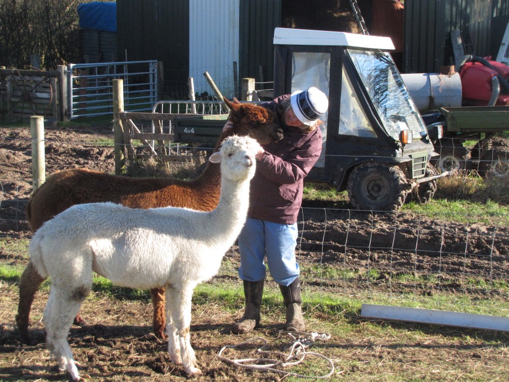 Westhill Alpacas: Feet, and yet more feet