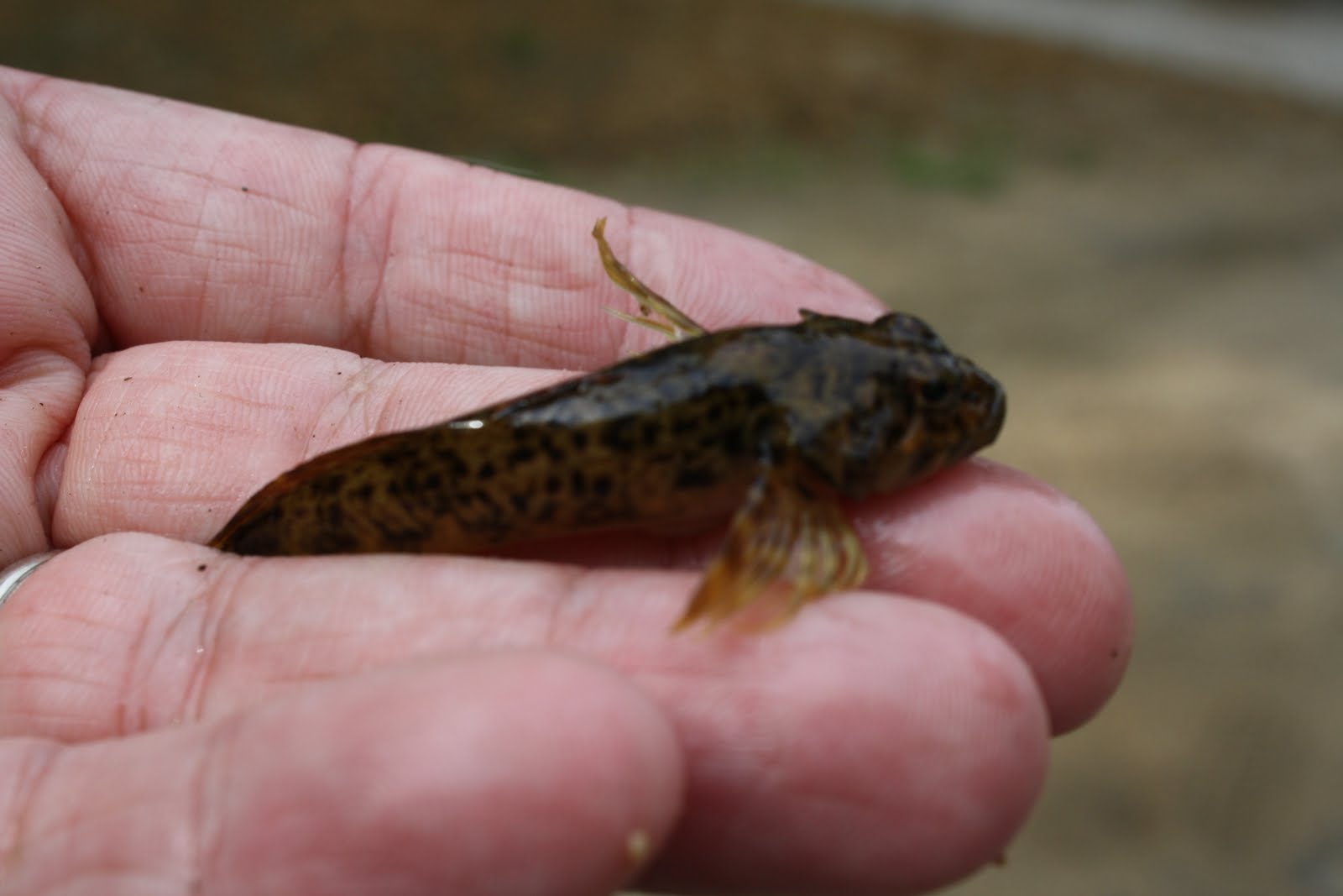 Catch-M-All: We got slimy with a little help from our friends... Slimy ...