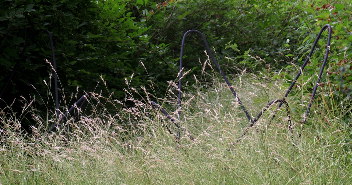 clay and limestone: Wildflower Wednesday: Deer-tongue Grass