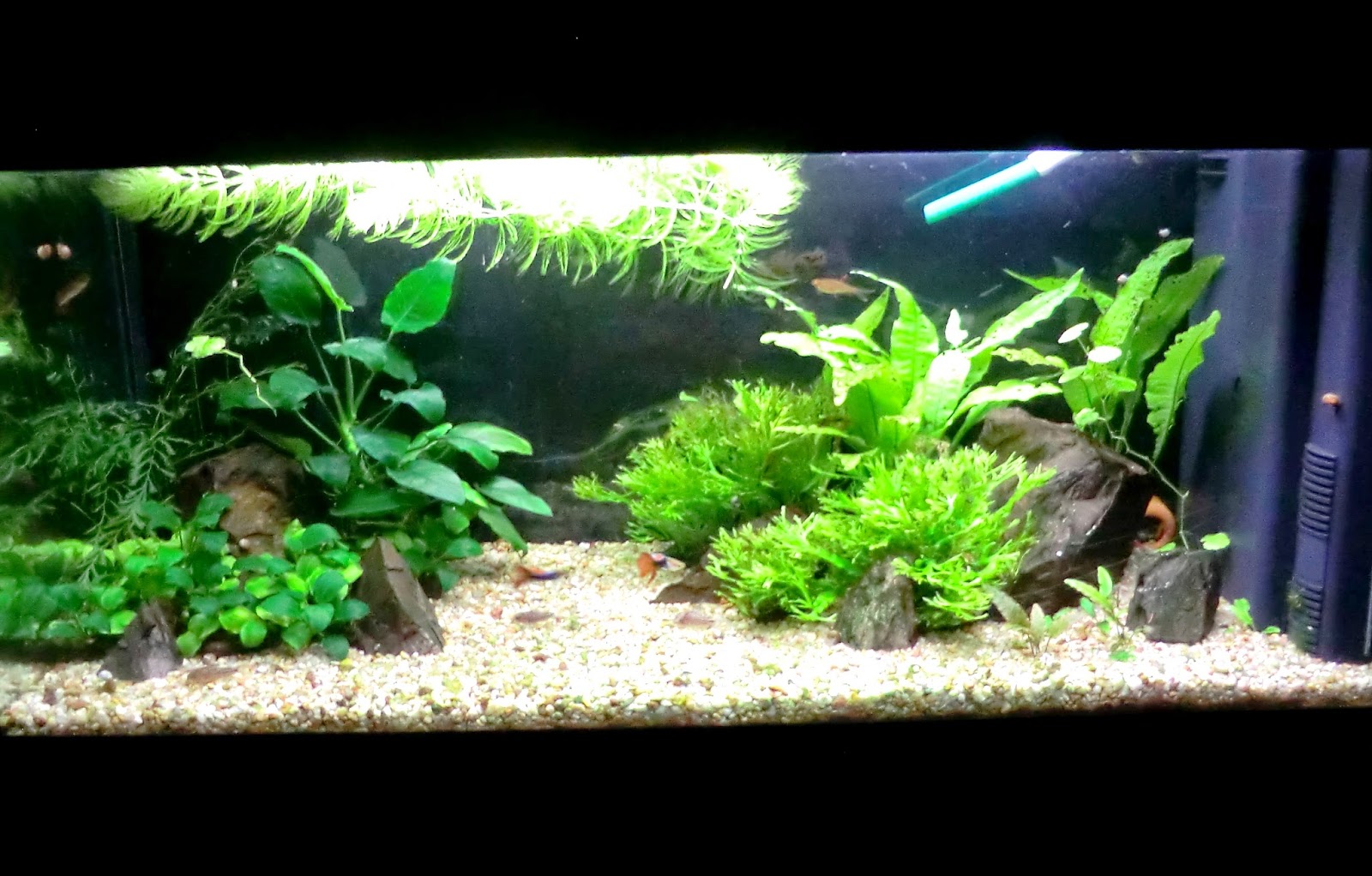 Mehas Aquarium: Evolution du 80L