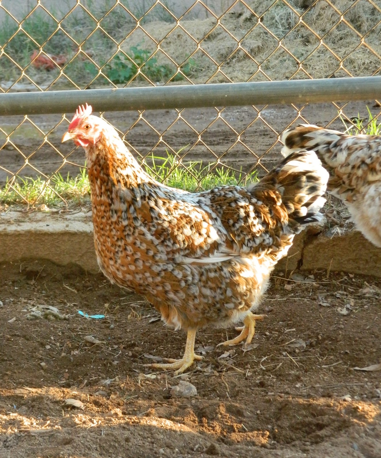 Aloha Chickens: 2017