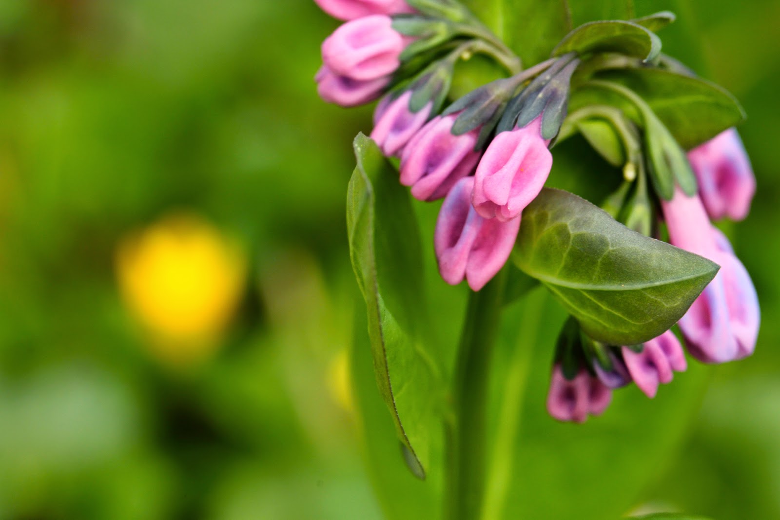 Josh Friedman Photography: Spring Flowers in Bucks County, Pennsylvania