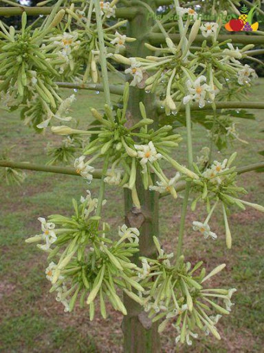 Como cultivar papaya (carica papaya)