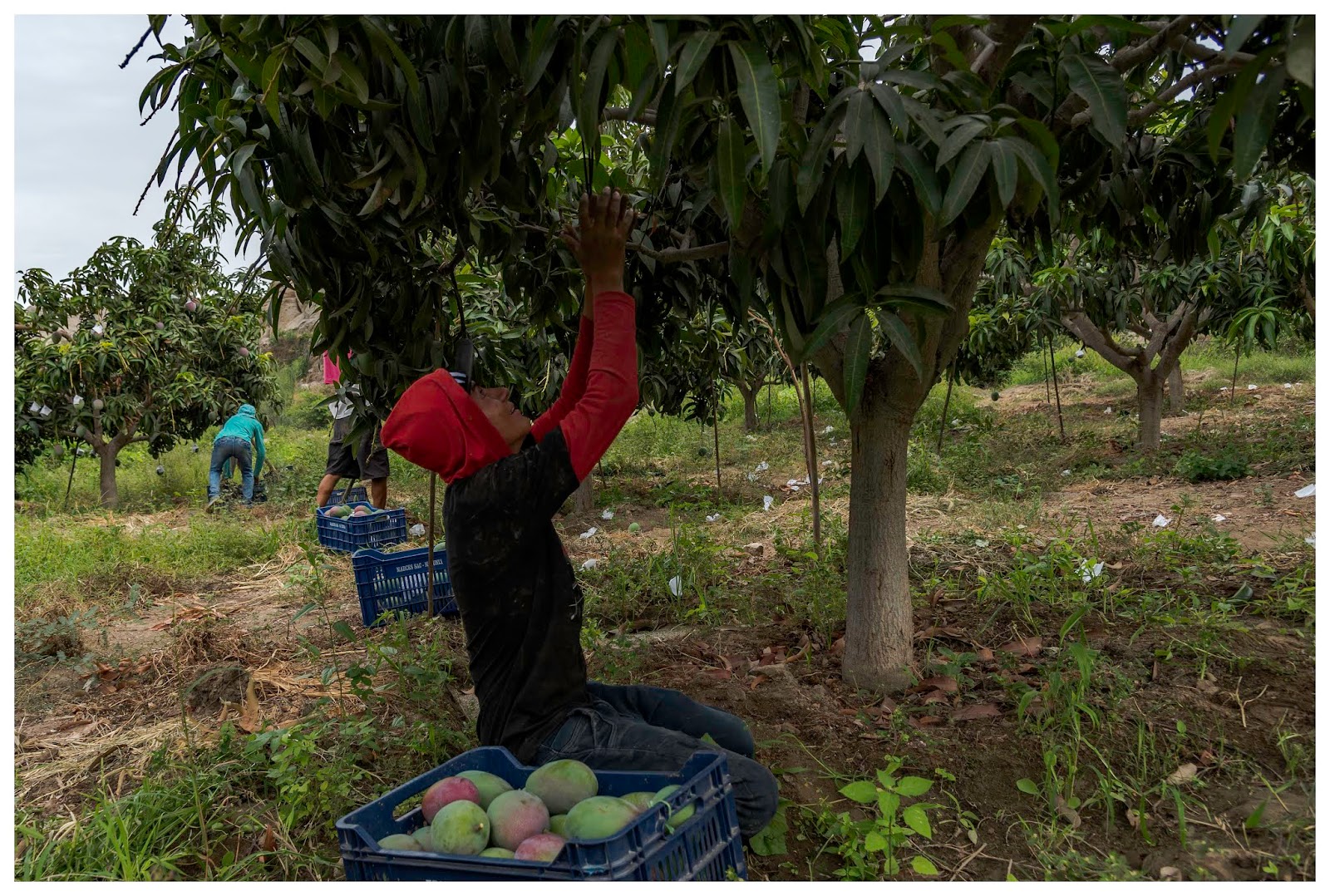 Cosecha de mango Kent