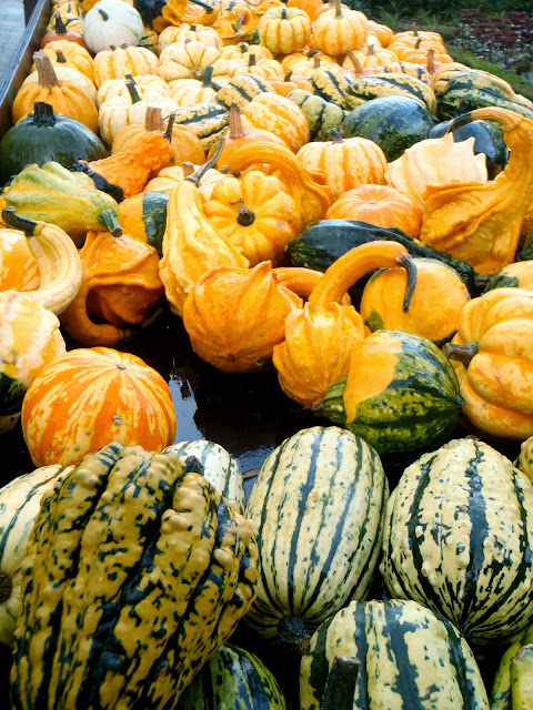 Art HC: Kalebassen en pompoenen in alle maten en soorten.