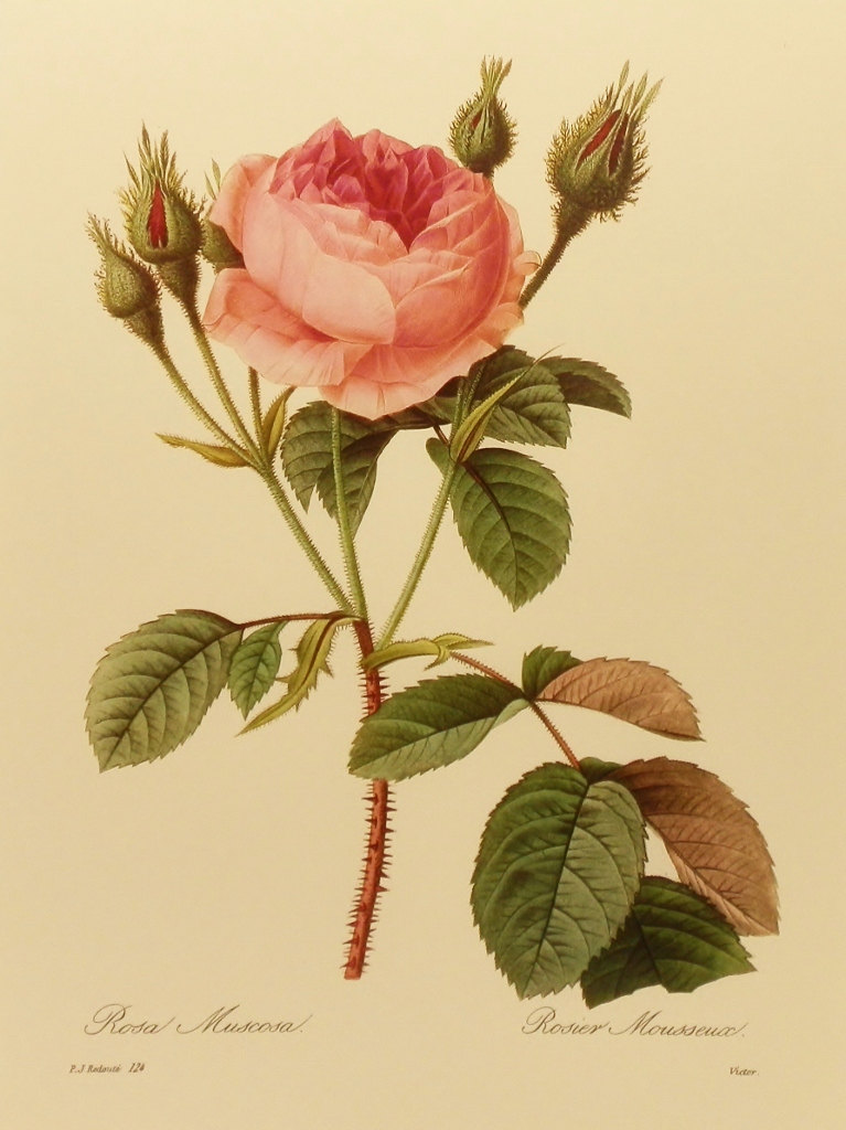 Elenor's Island: Illustration: Botanical Inspiration