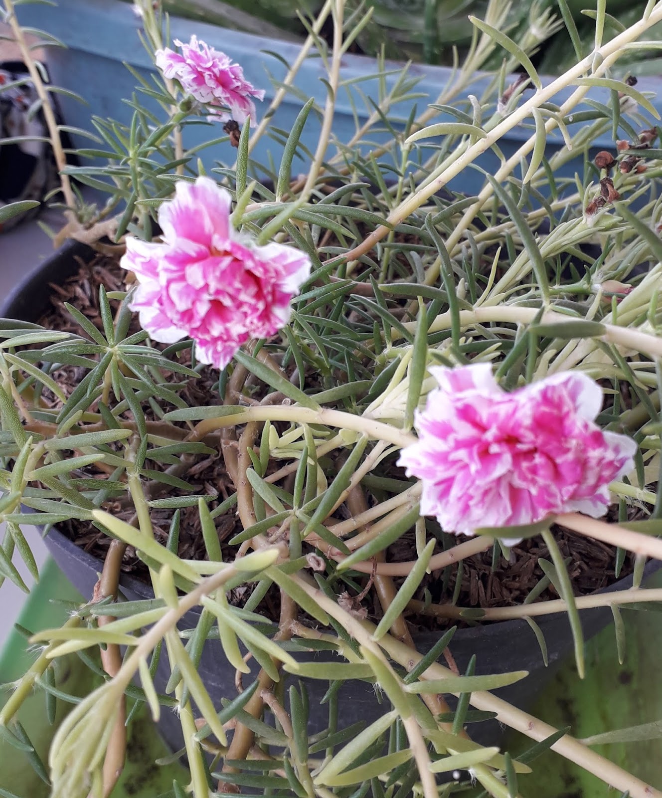 BUNGA PUKUL SEMBILAN (Portulaca Grandiflora) | ANEKA HEWAN PELIHARAAN ...