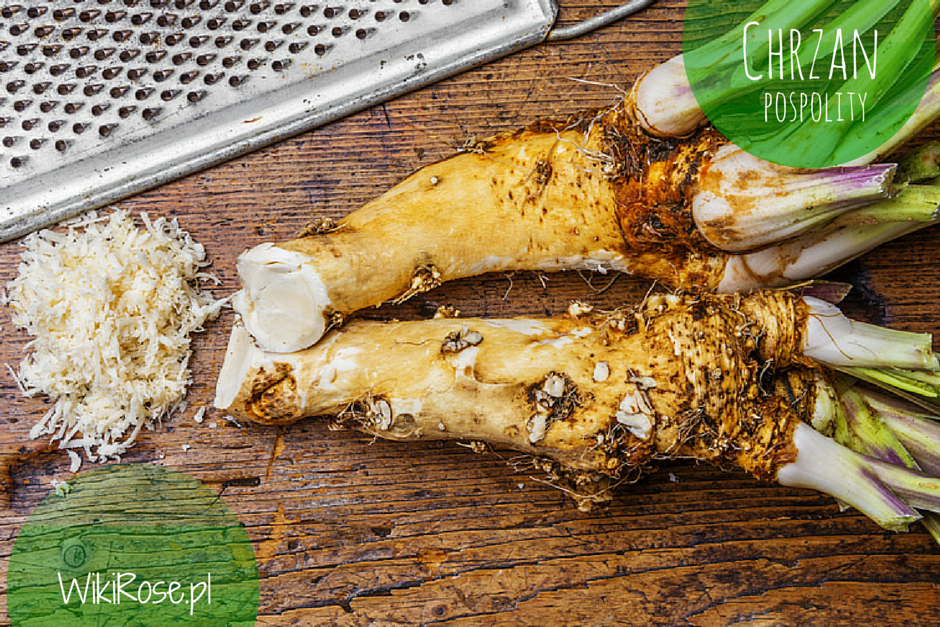 Chrzan pospolity - magiczny korzeń popularnego chwastu | WikiRose blog