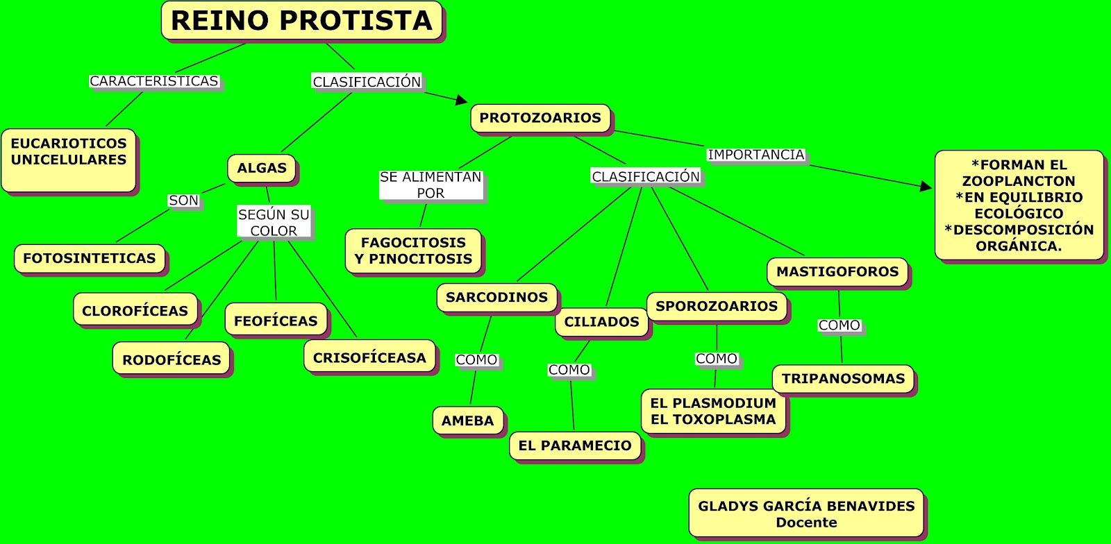 BIOLOGÍA NOVENO COLEGIO AGUSTÍN FERNÁNDEZ : REINO PROTISTA