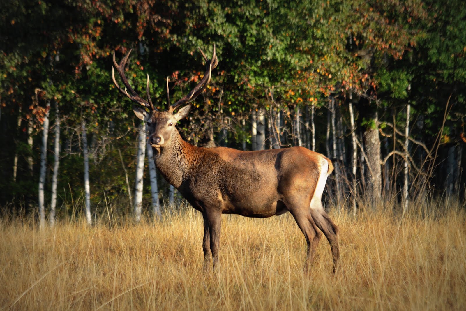 béel photo: Szarvasbőgés