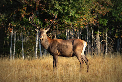 béel photo: Szarvasbőgés