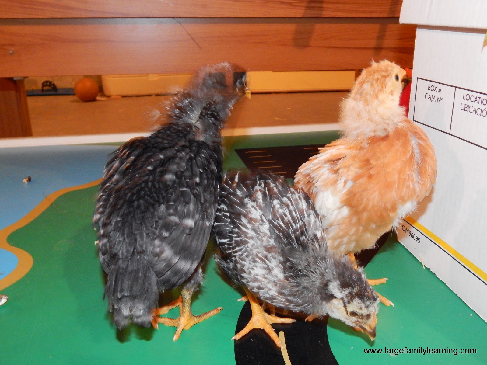 Large Family Learning : Raising Baby Chicks: 3 Weeks Old