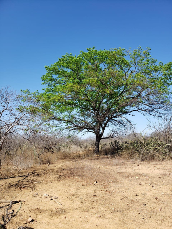 A importância da Caatinga para a conservação da biodiversidade e bem ...
