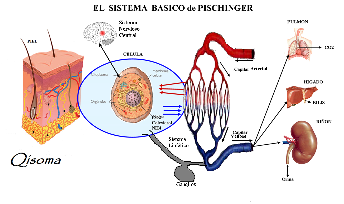 ENTENDER Y COMPRENDER EL ORIGEN DE LAS ENFERMEDADES. | Qisoma