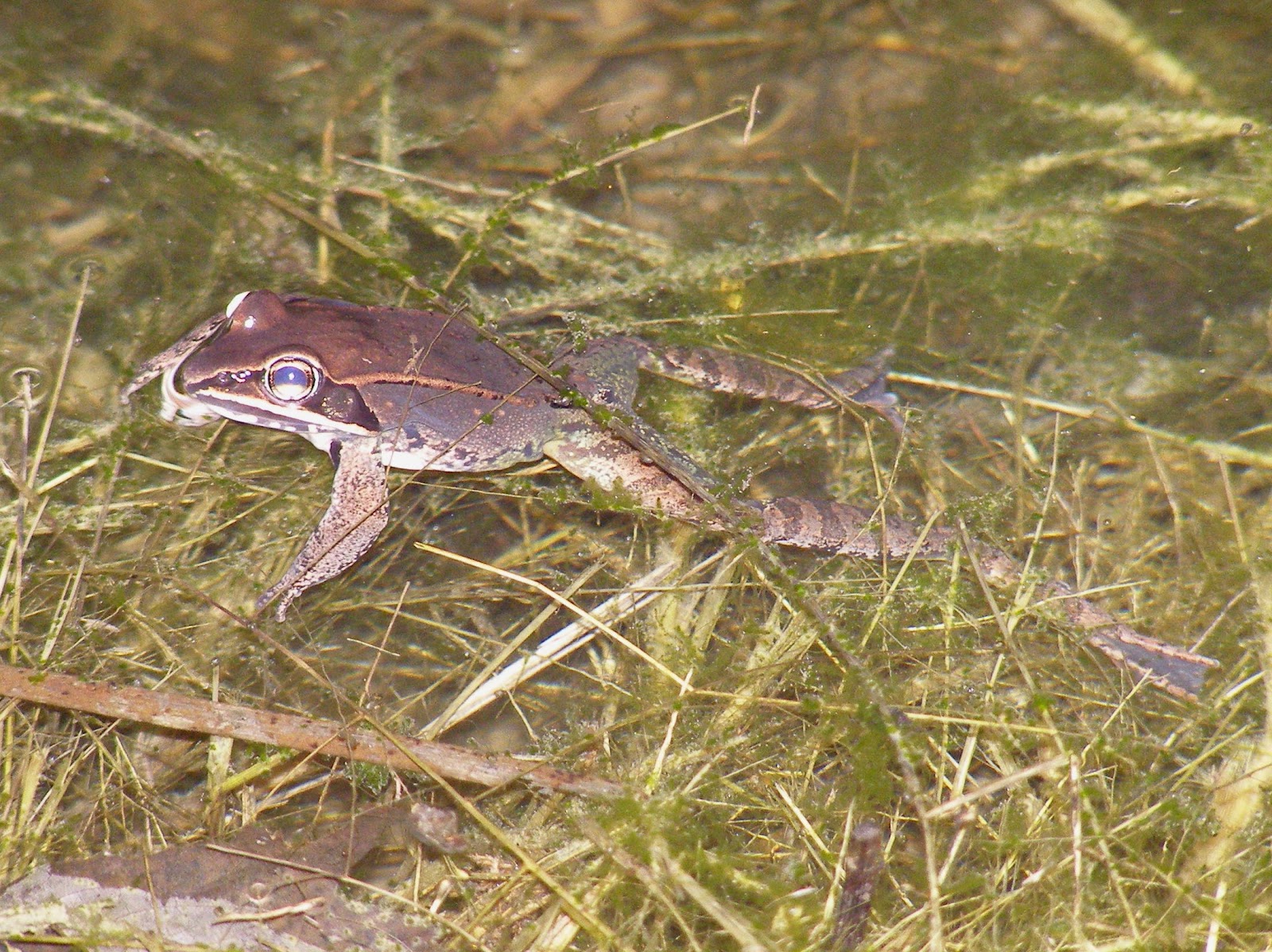 Blue Jay Barrens: Wood Frogs