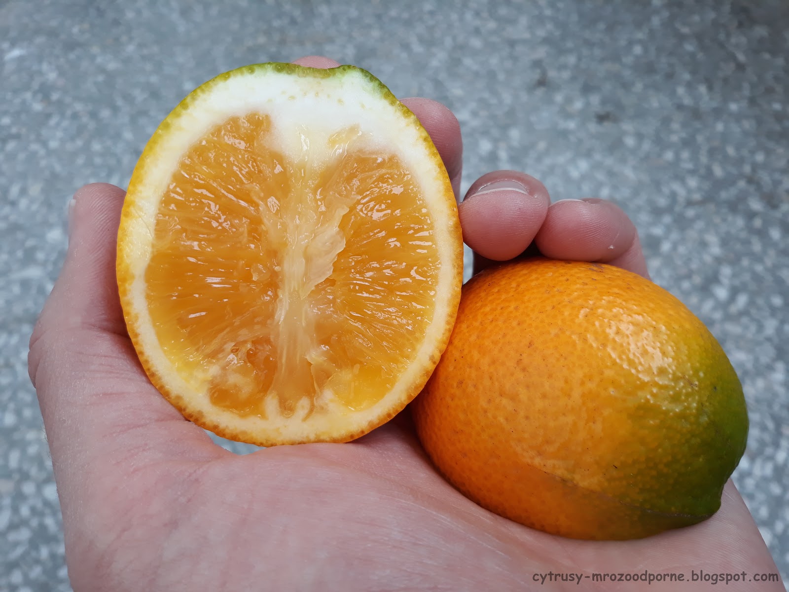 Cytrusy Mrozoodporne: Citrangequat Thomasville