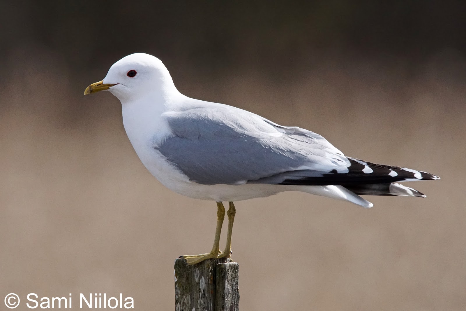 Samin luontokuvia nature photos: KALALOKKI The common gull (Larus canus)