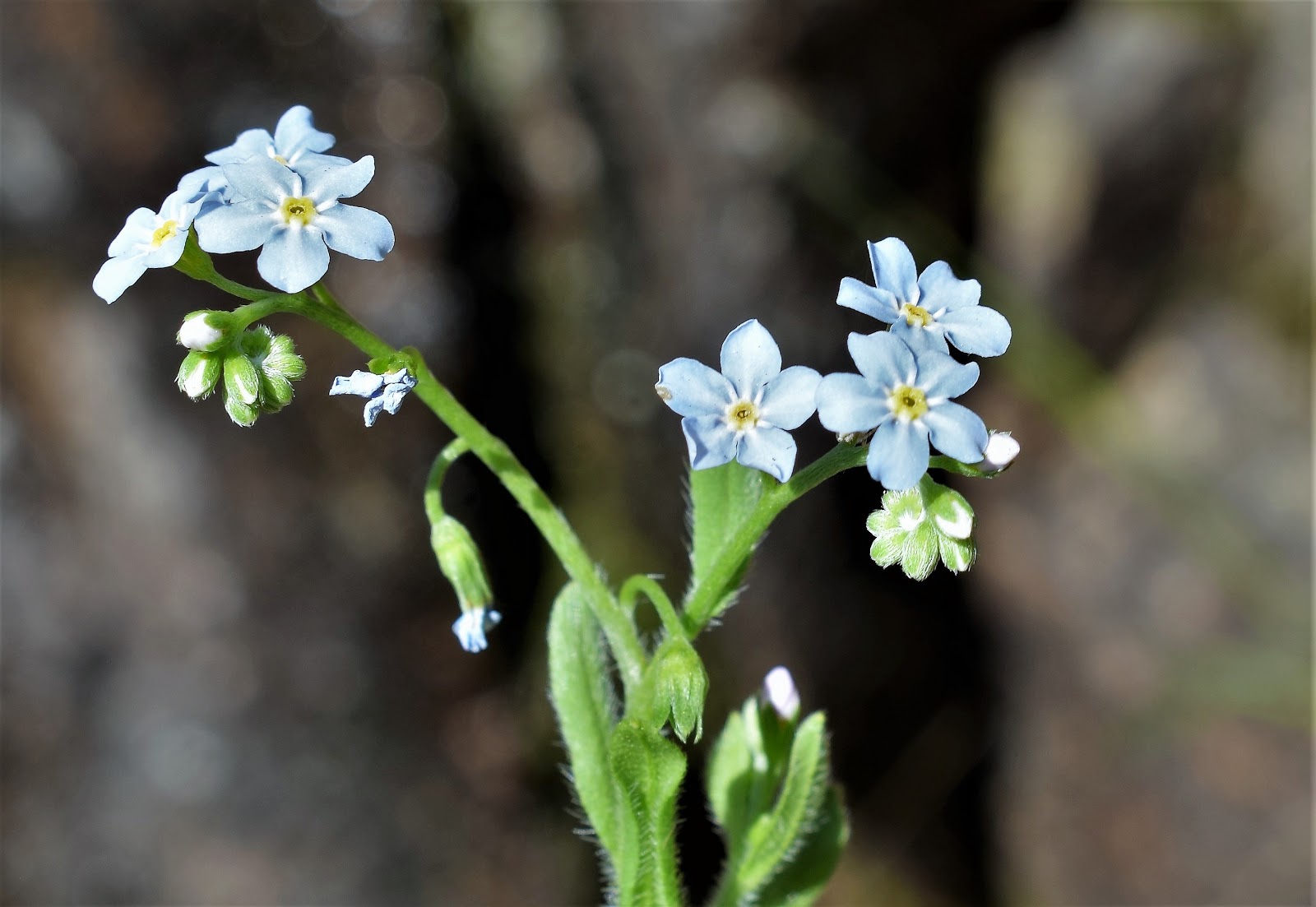 Plantas: Beleza e Diversidade: Miosótis ou Não-me-esqueças (Myosotis ...