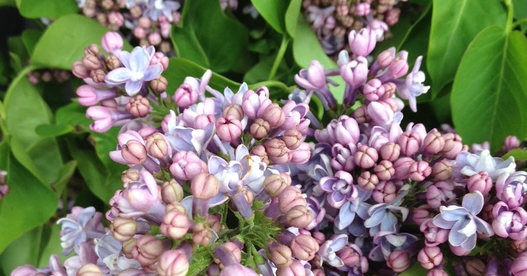Sammy’s Flowers: In Season: lilac