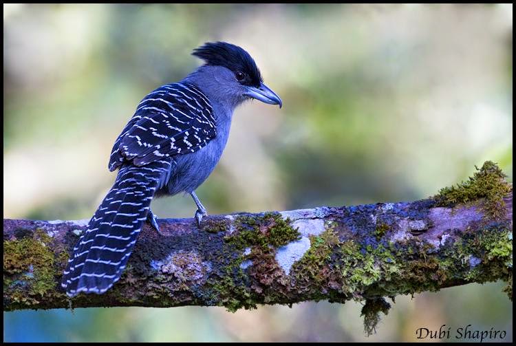 Argentina nativa: Batará gigante (Batara cinerea)
