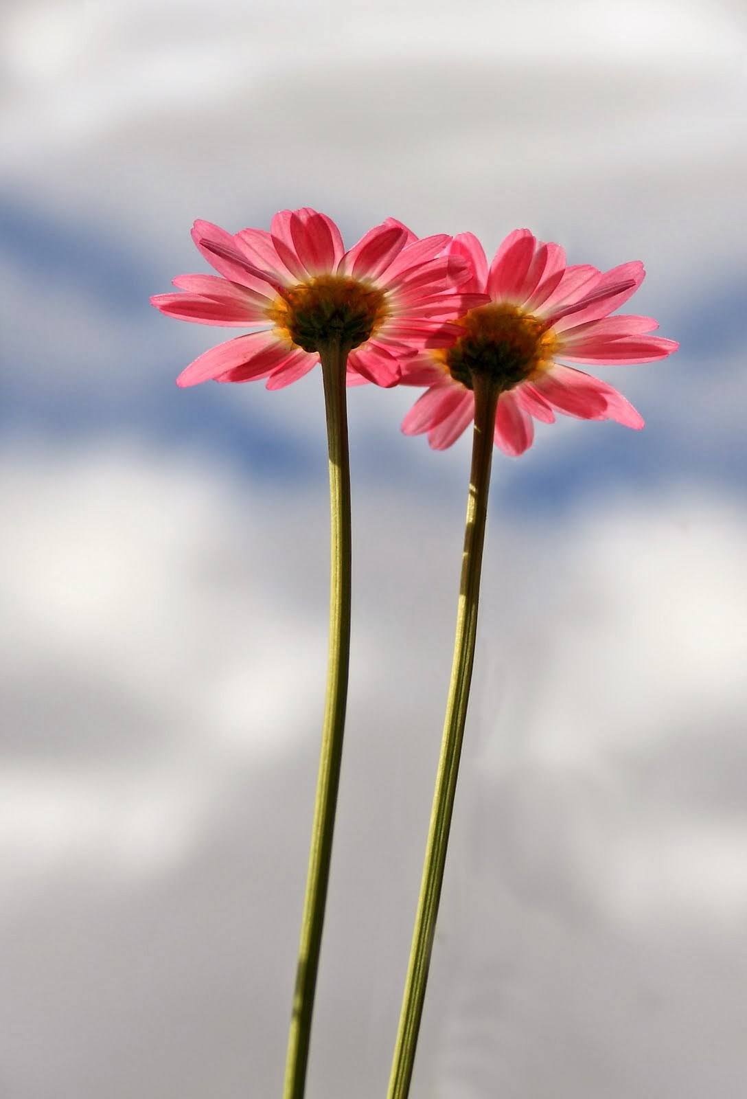 Miscarriage - a step closer to understanding a miracle of a single ...