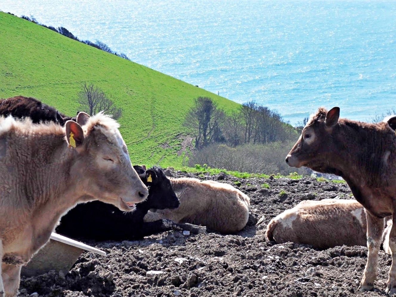 Mike's Cornwall: Cornwall's Coastal Path With Wonderful Year Round Sea ...