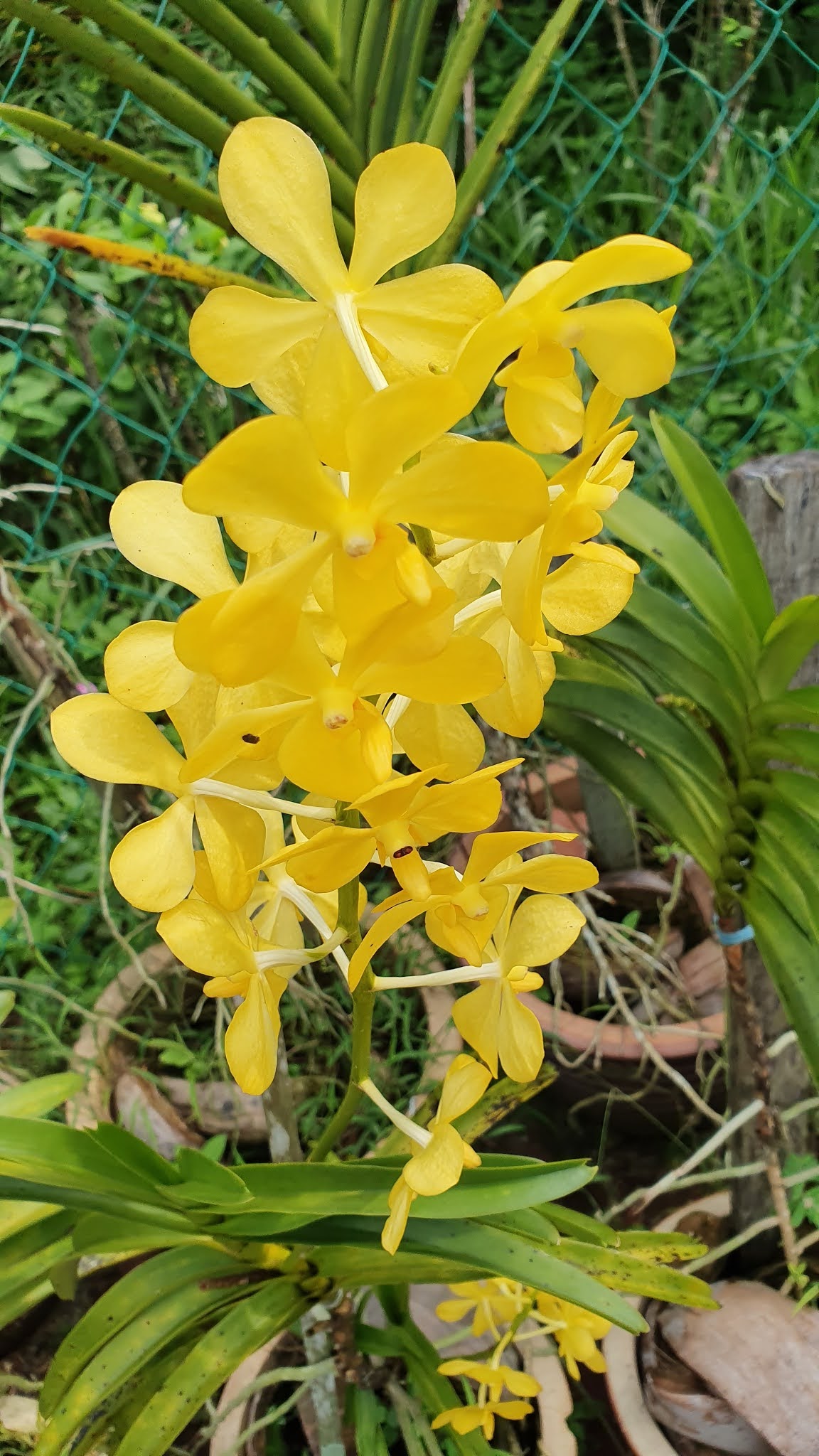 Warisan Petani: Bunga Anggerik Kampungan