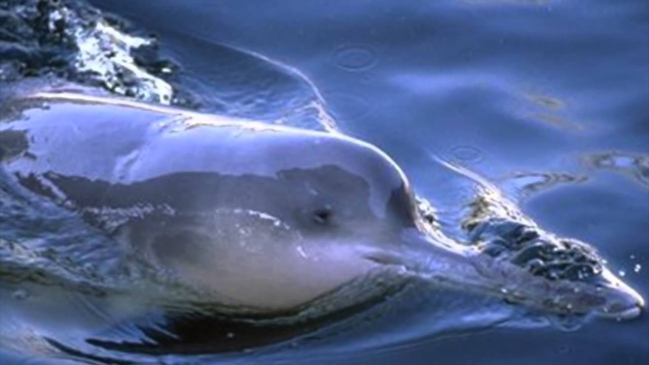 Le Monde de Verlaine: Les animaux en danger