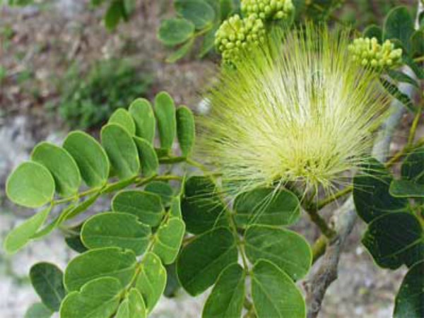 Medicinal benefits of Siris Tree/Albizia Lebbeck