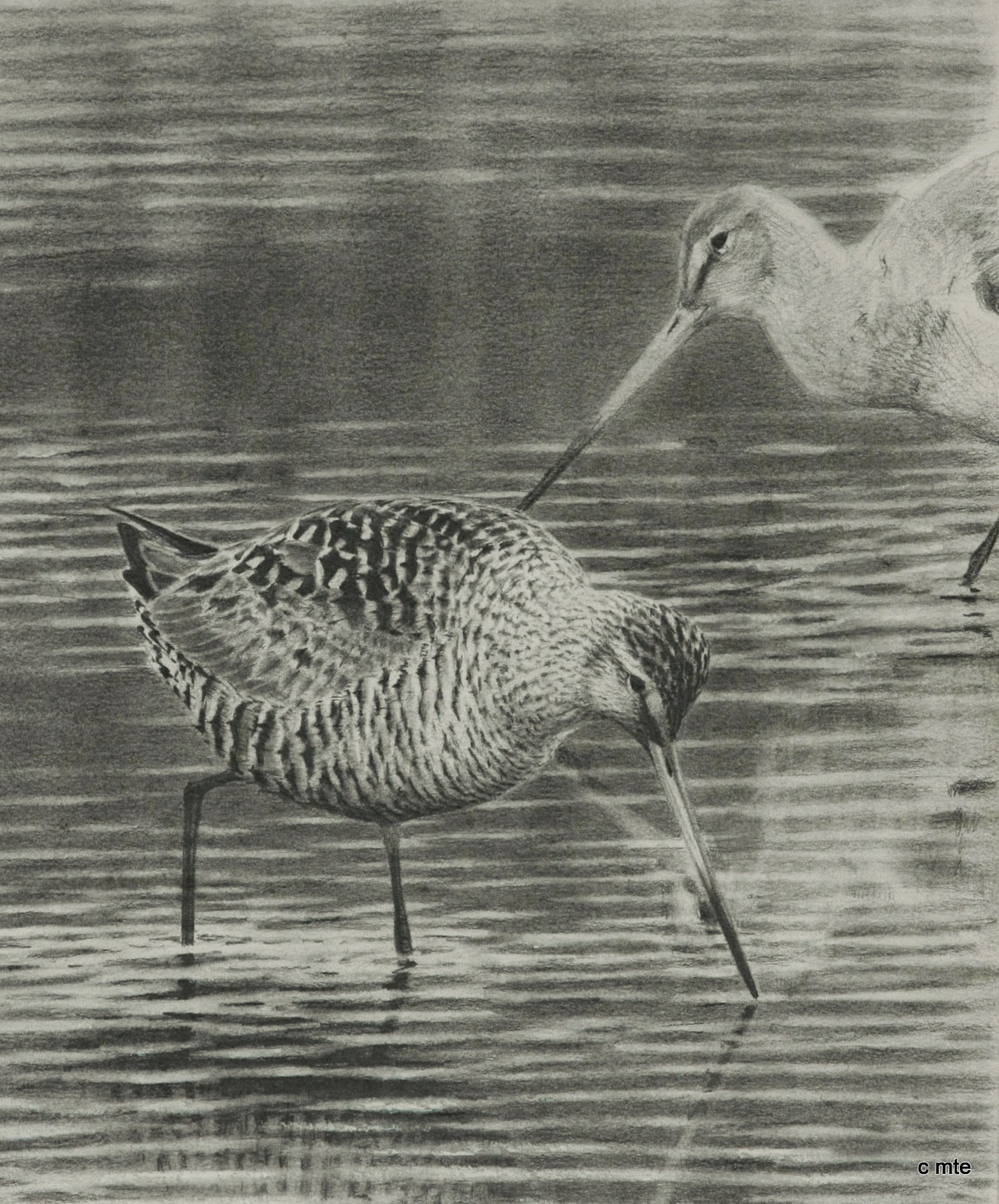 Last Resort Bird Art: Hudsonian Godwit