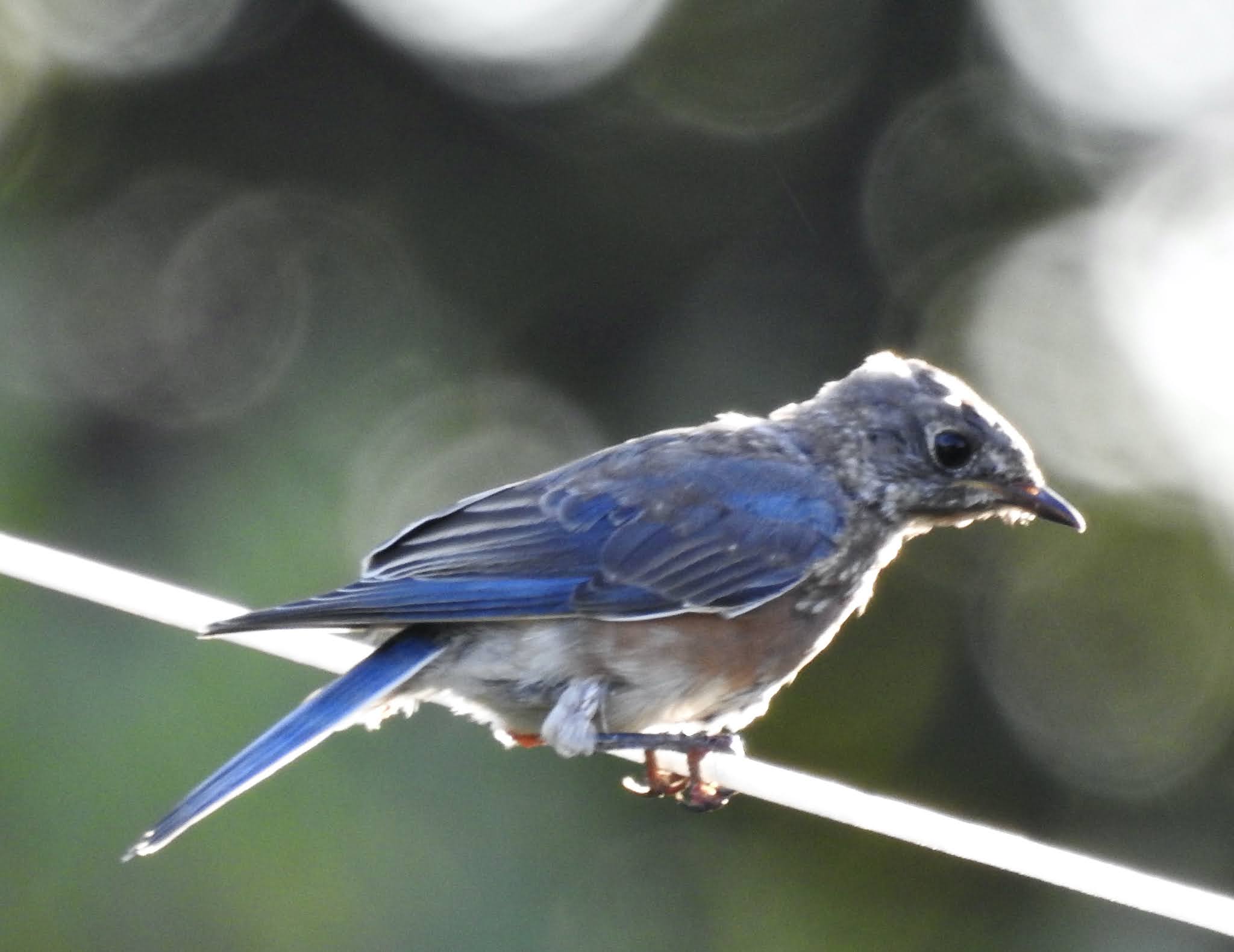 Bev's Nature Blog: Eastern Bluebird Juveniles