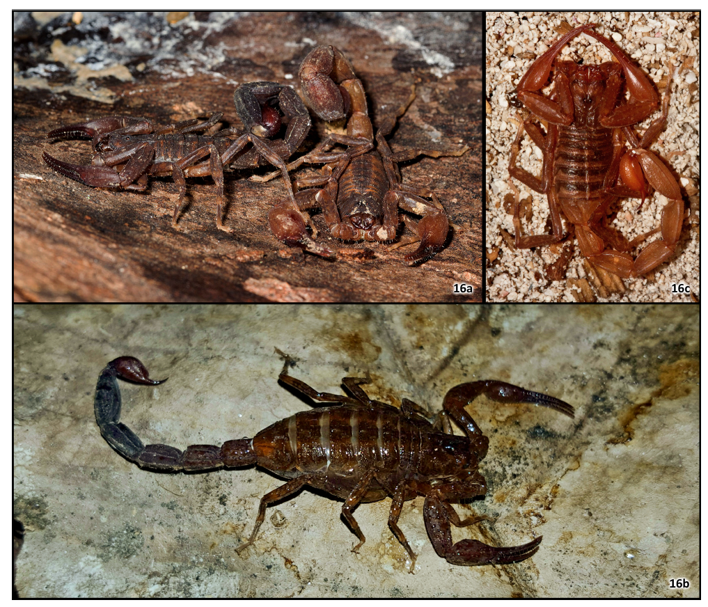 The Scorpion Files Newsblog: January 2020