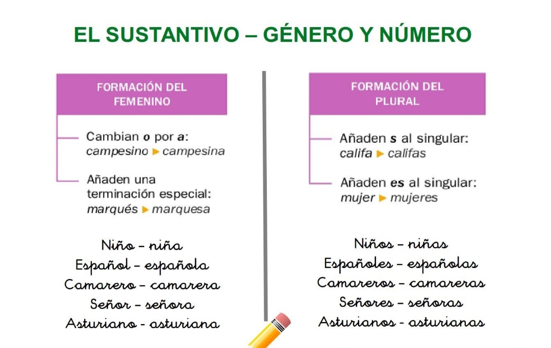 Supergenios 5° C & D de Noáin: Género y número