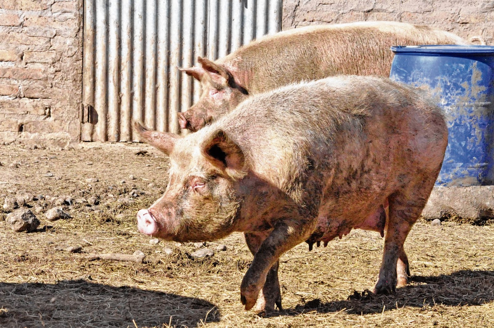 Triquinosis: recomendaciones para prevenir la enfermedad