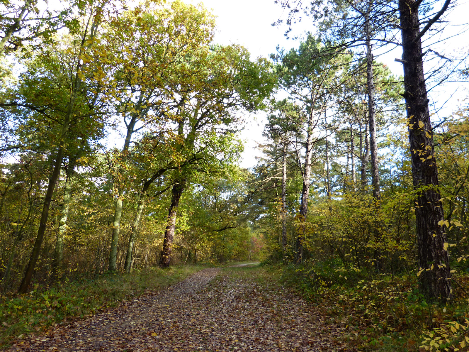 Caatje's Artsy Stuff: A Forest Walk