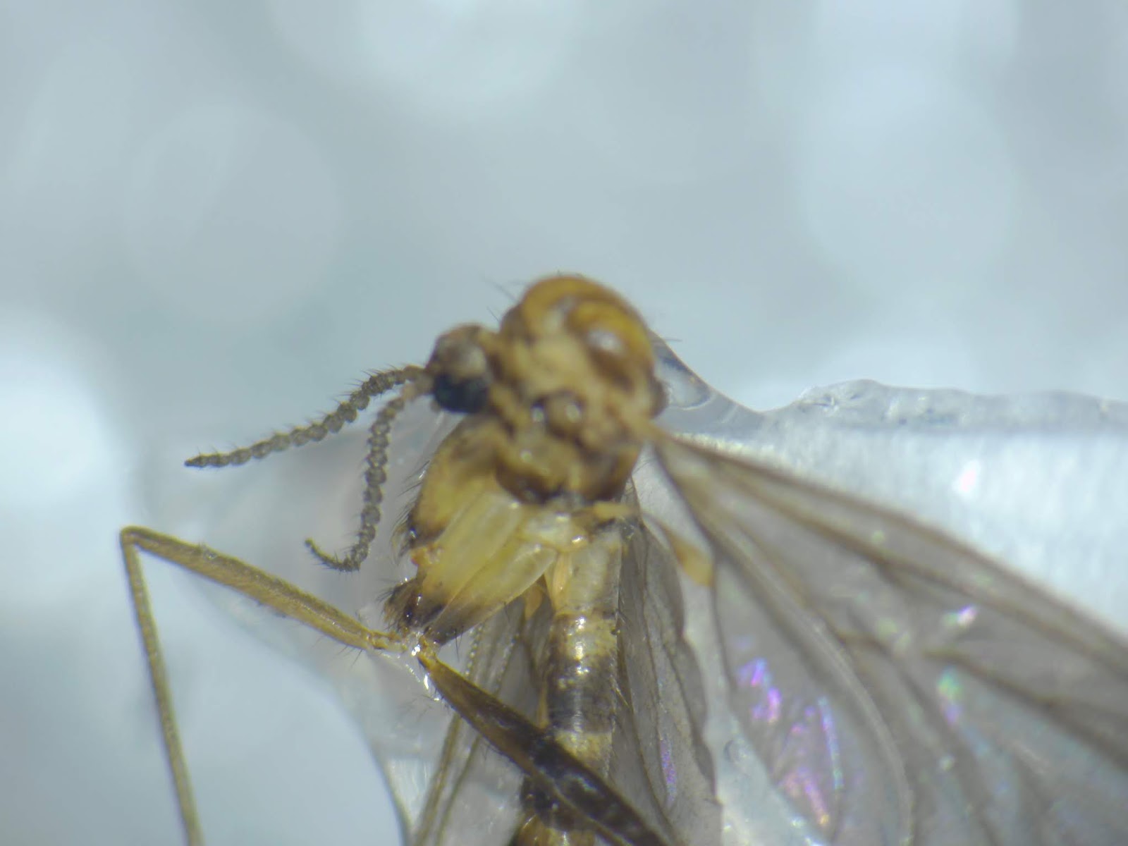 Diptera and Fungi: Ditomyiidae-Asioditomyia
