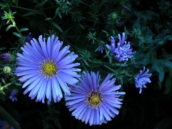 QWERENTZ in the GARDEN: .:: BUNGA KELAHIRAN BULAN SEPTEMBER::.