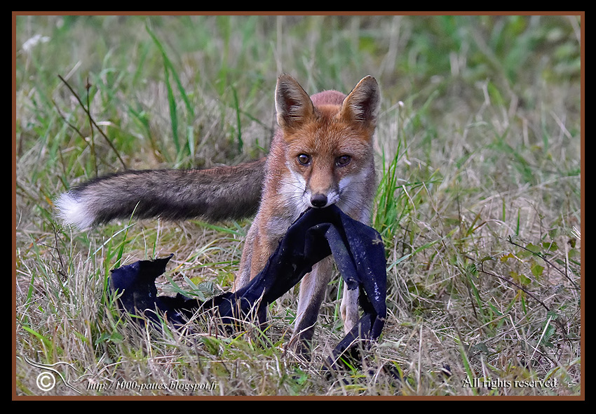 WILDLIFE GATEWAY: Renard roux